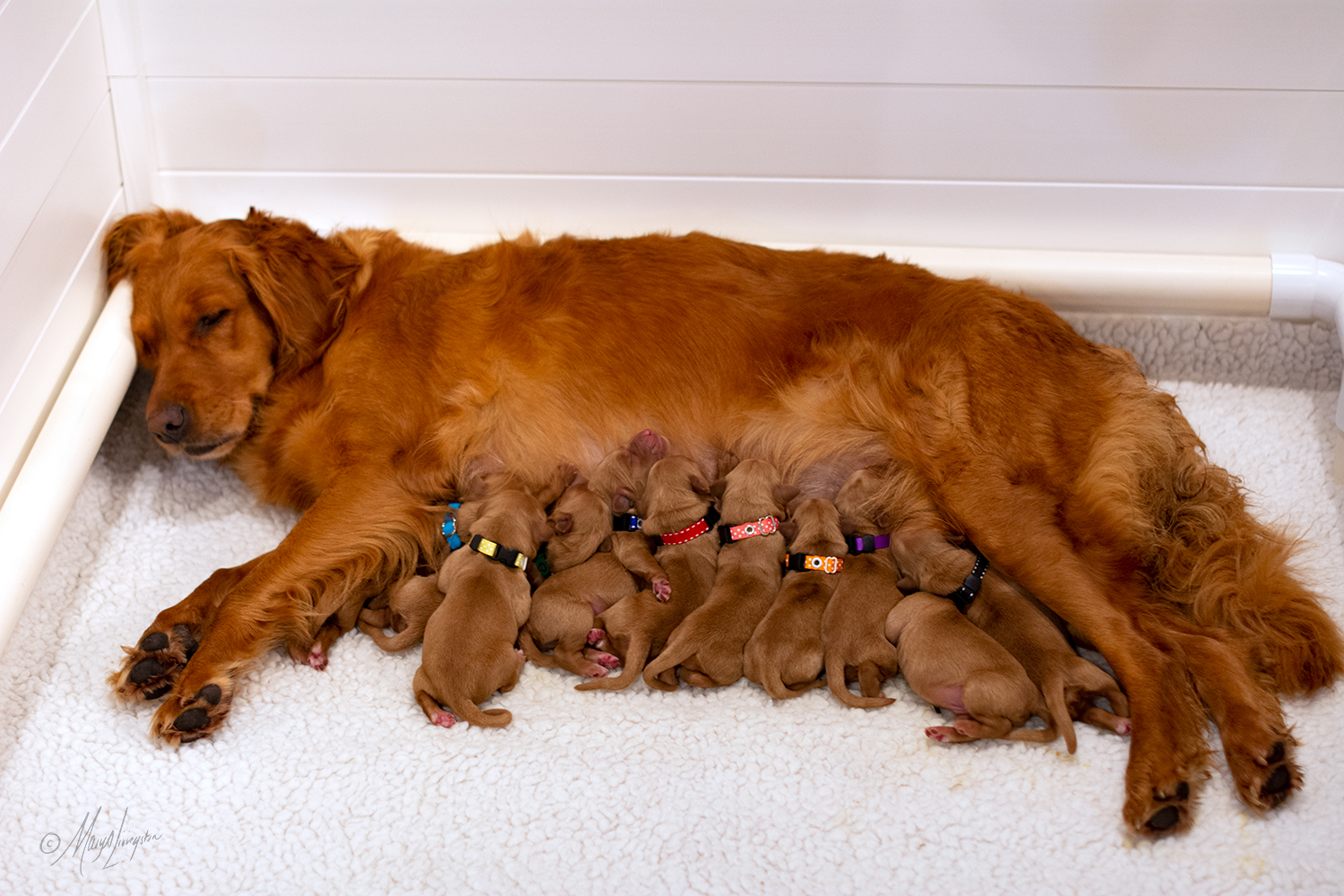 Newborn Puppies- Redtail Golden Retrievers