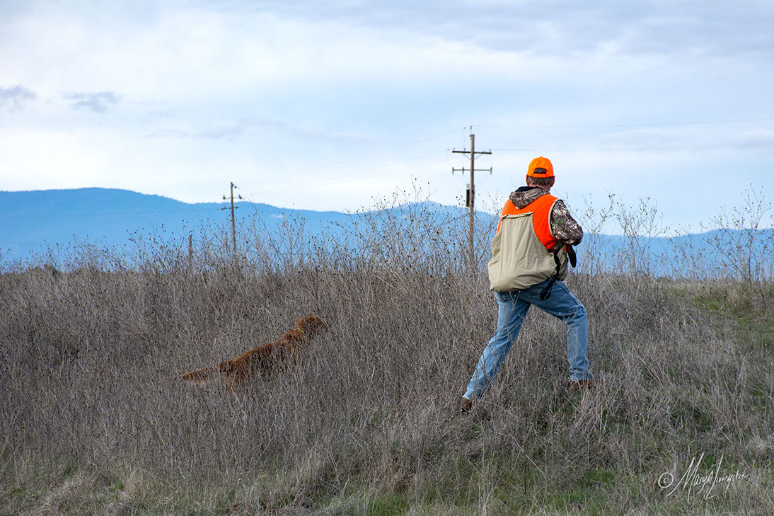 Pointing Goldens- Redtail Golden Retrievers