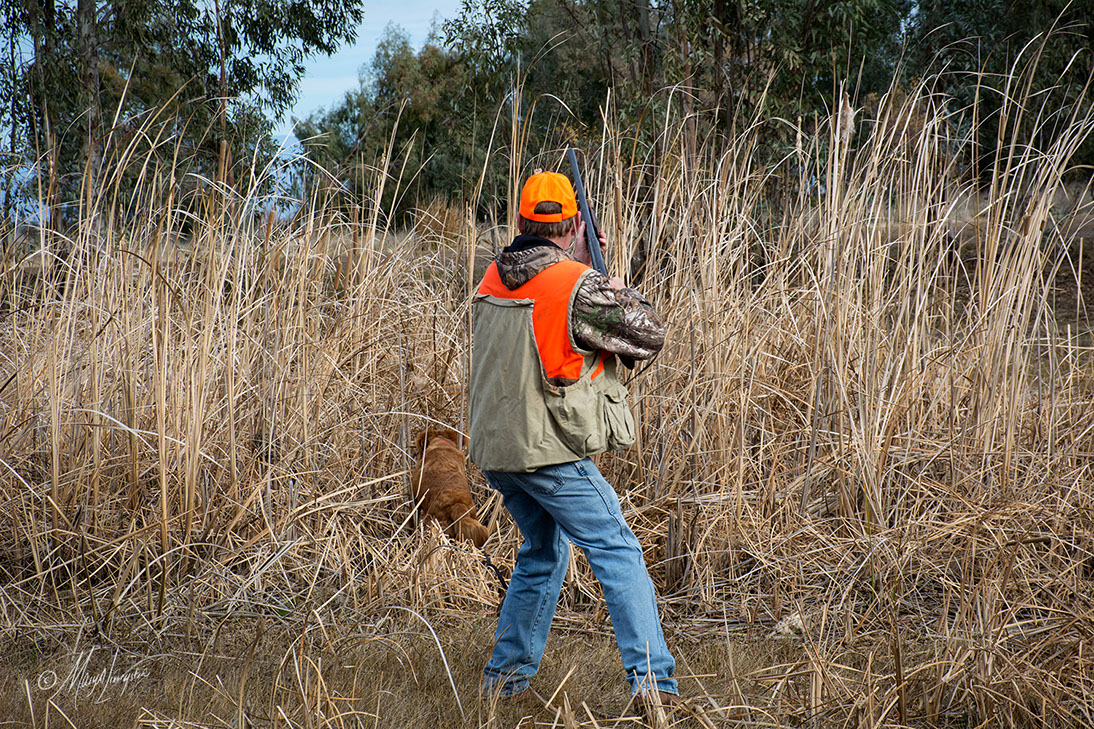 Pointing Goldens- Redtail Golden Retrievers