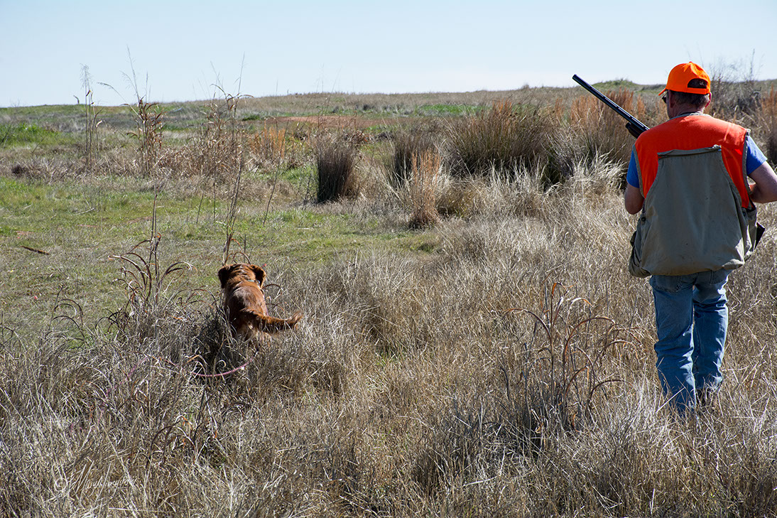 Pointing Goldens- Redtail Golden Retrievers